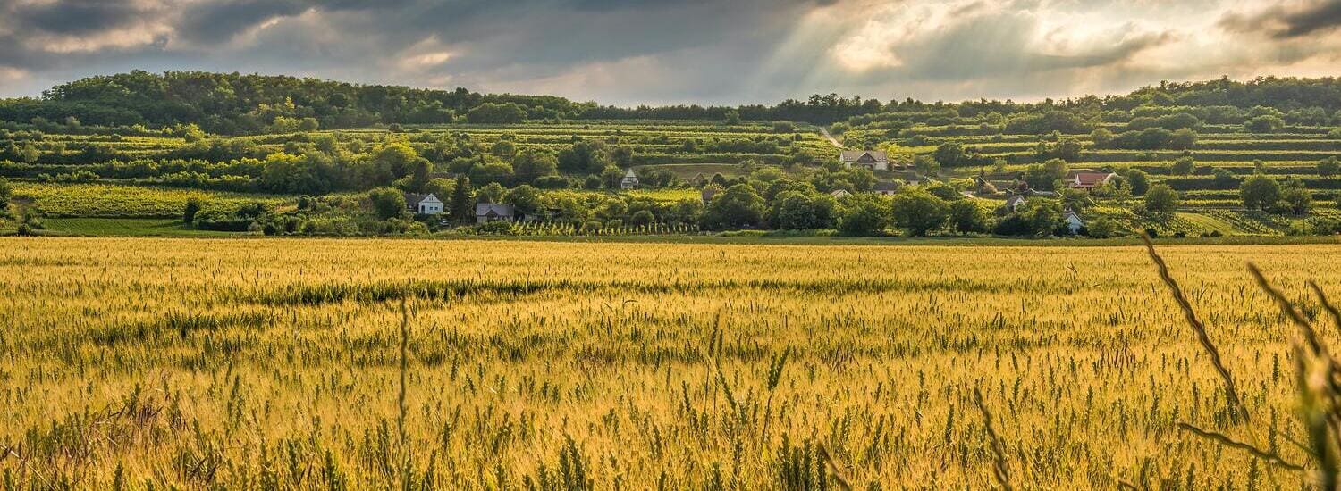 Products – InFarm – Isagro Phero Line®