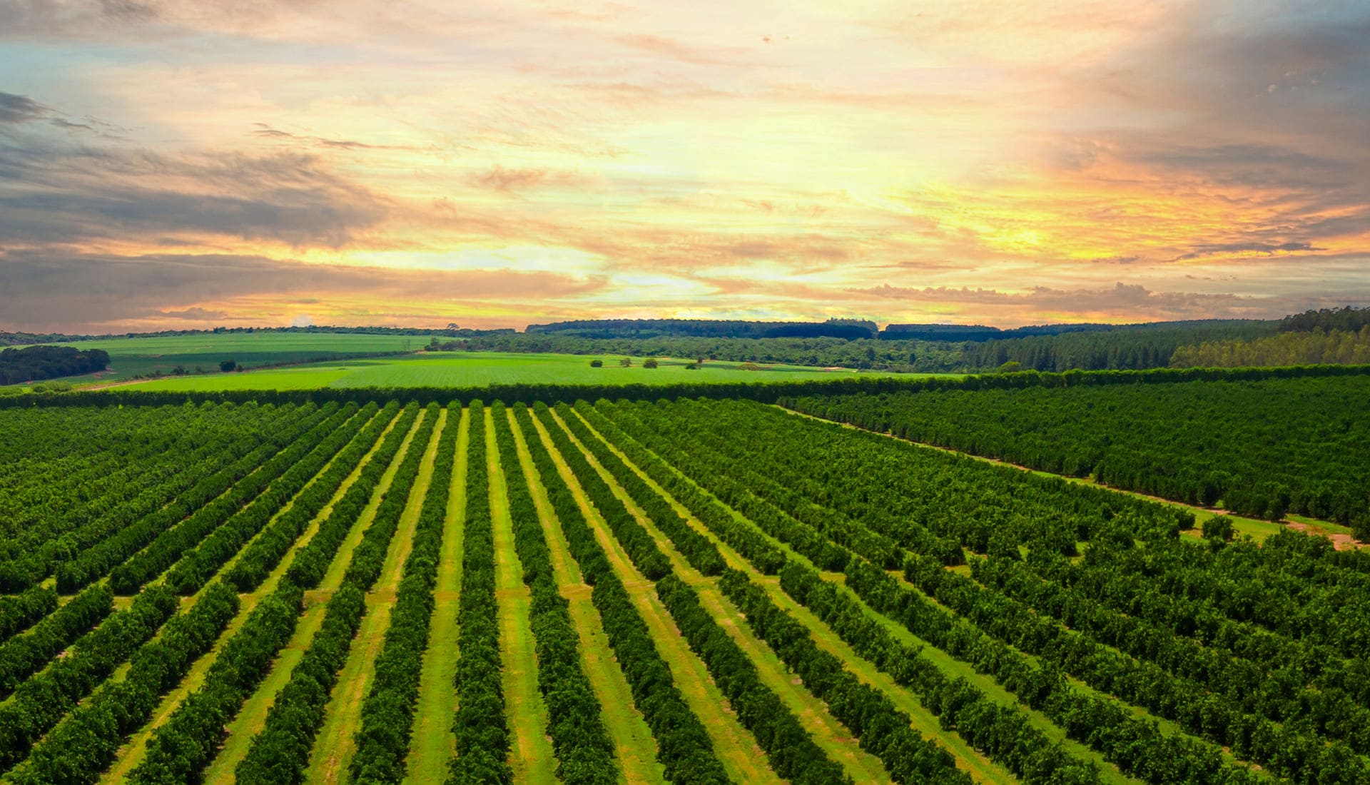 InFarm – Isagro Phero Line®