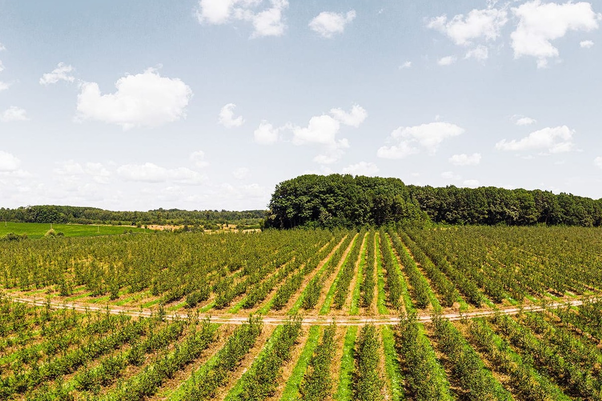 About us – InFarm – Isagro Phero Line®